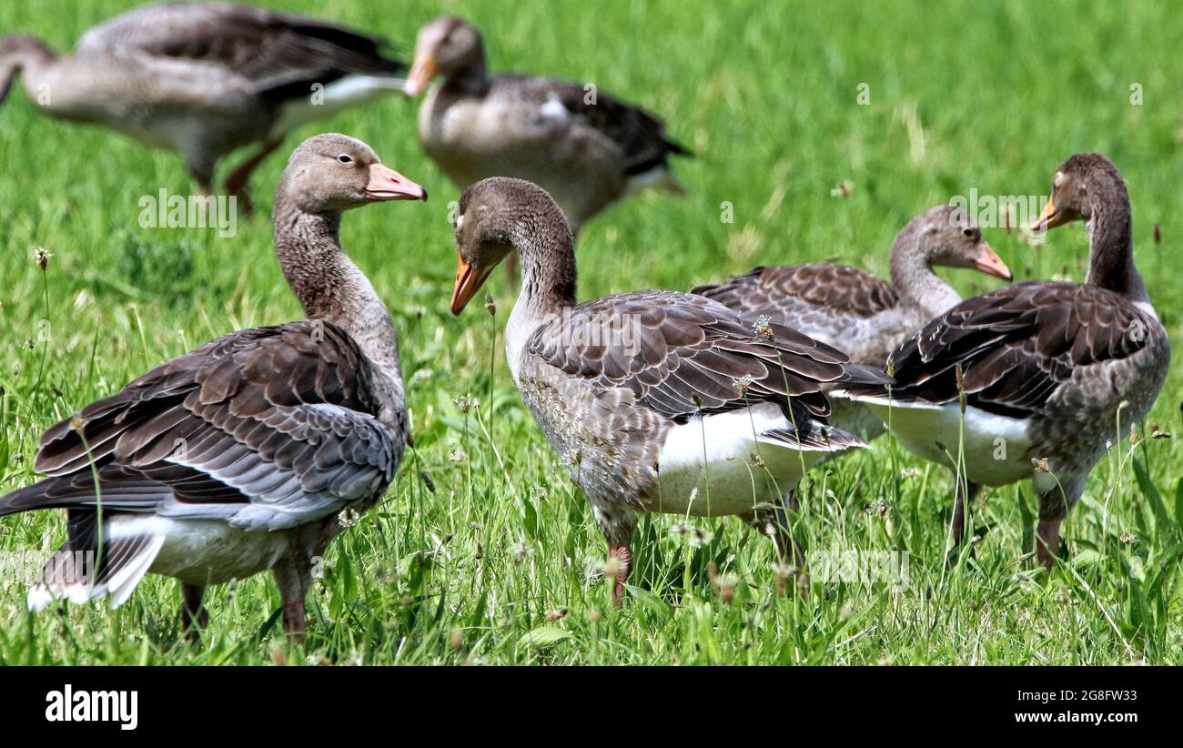 Group of ducks walking in a field Stock Photo - Alamy