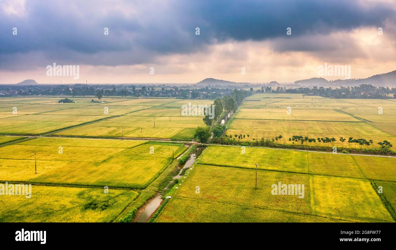 Golden rice field ready for harvest in north of Vietnam Stock Photo - Alamy