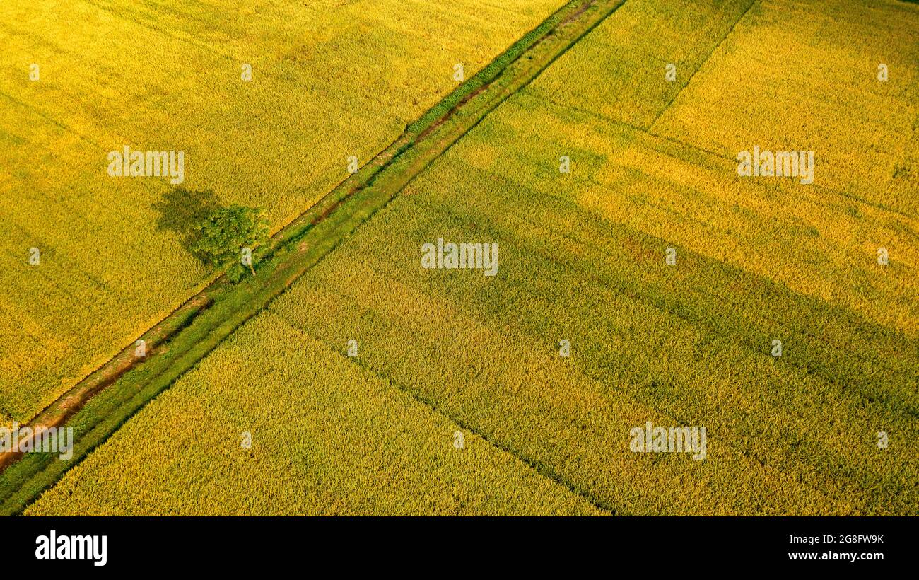 Golden rice field ready for harvest in north of Vietnam Stock Photo - Alamy