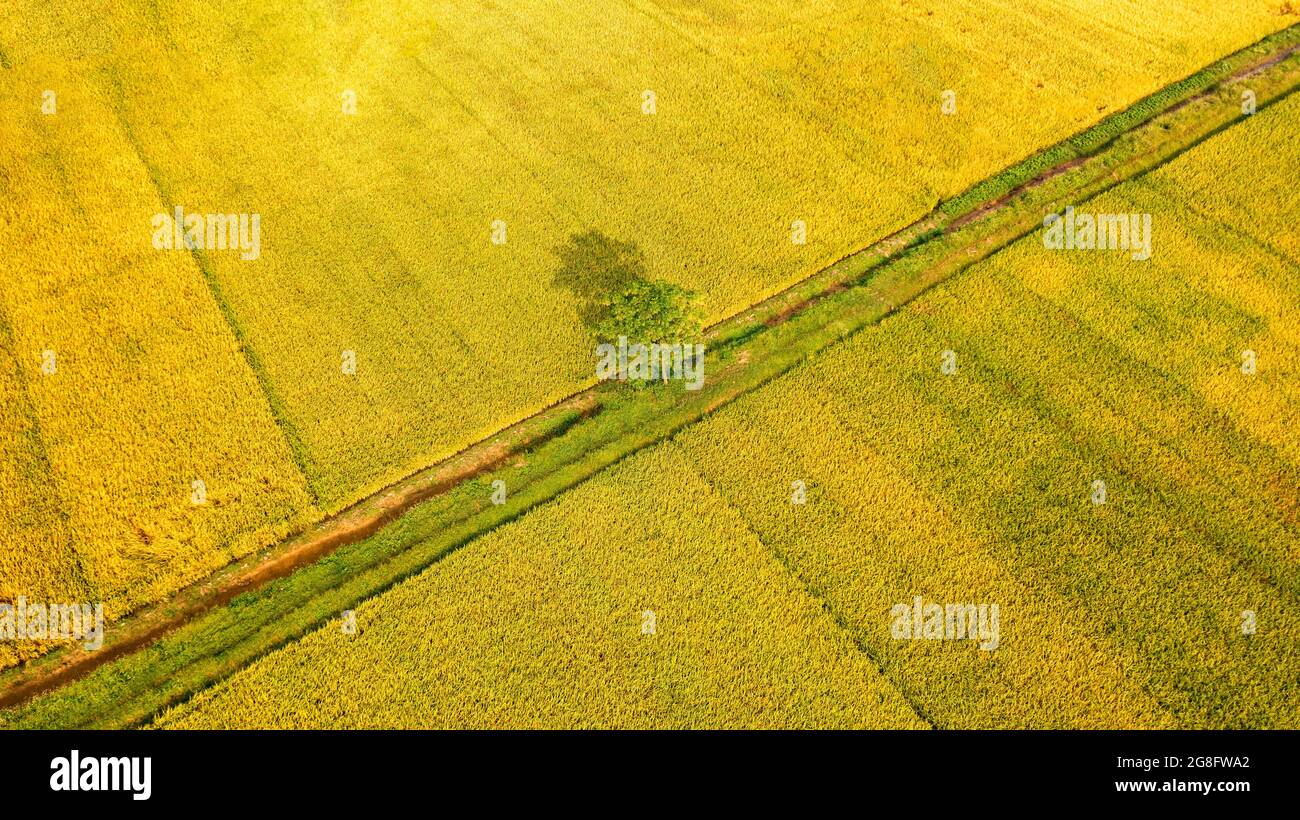 Golden rice field ready for harvest in north of Vietnam Stock Photo - Alamy