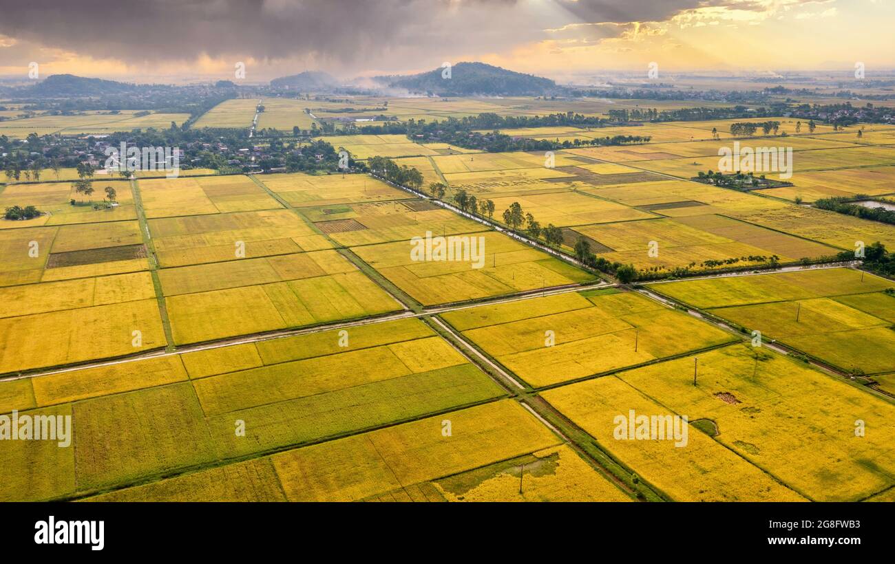 Golden rice field ready for harvest in north of Vietnam Stock Photo - Alamy