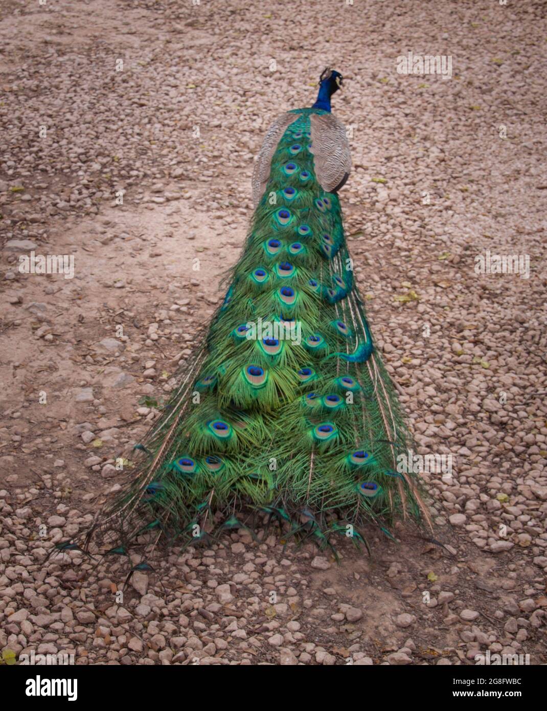 Back view of a fan-shaped peacock tail Stock Photo - Alamy