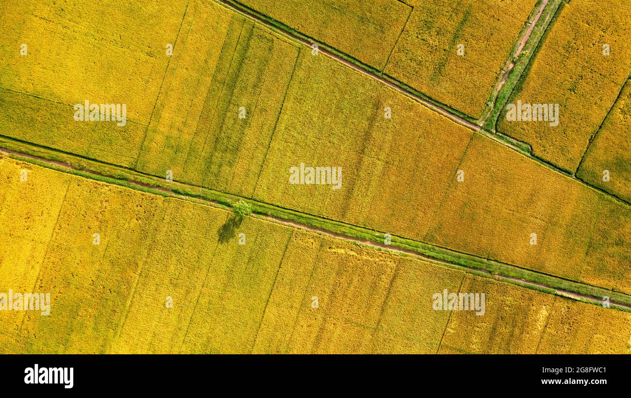 Golden rice field ready for harvest in north of Vietnam Stock Photo - Alamy