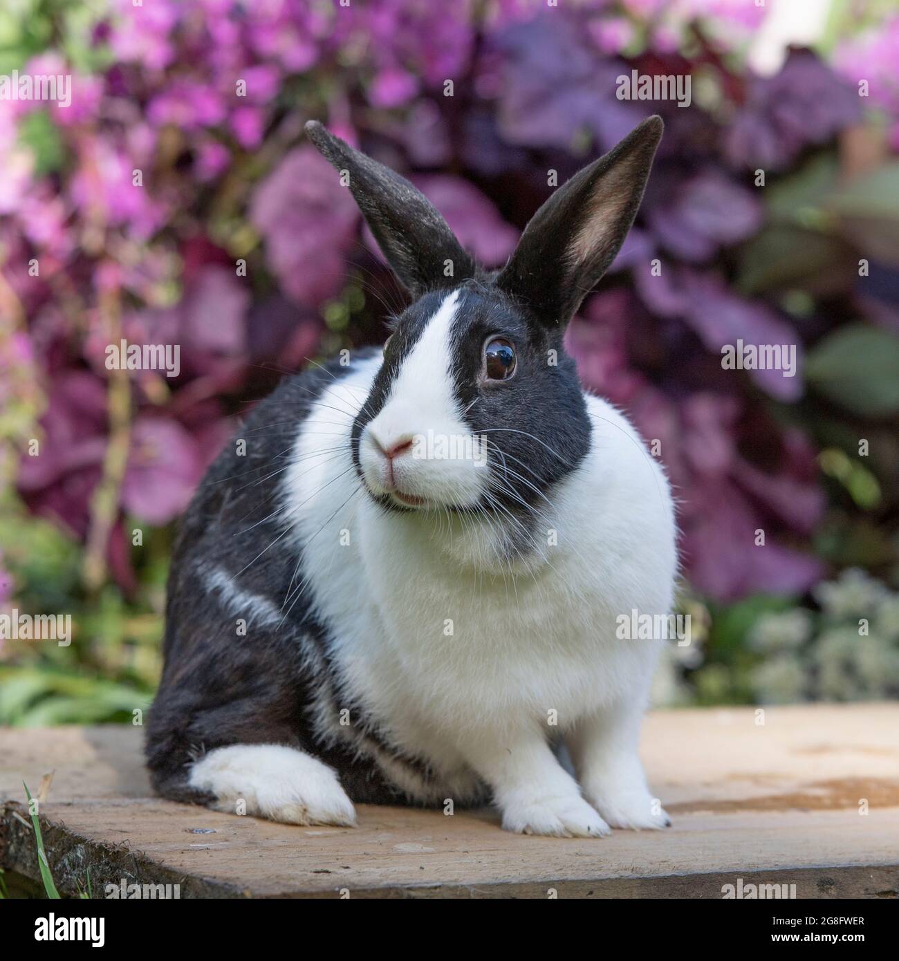 Dutch rabbit hi-res stock photography and images - Alamy