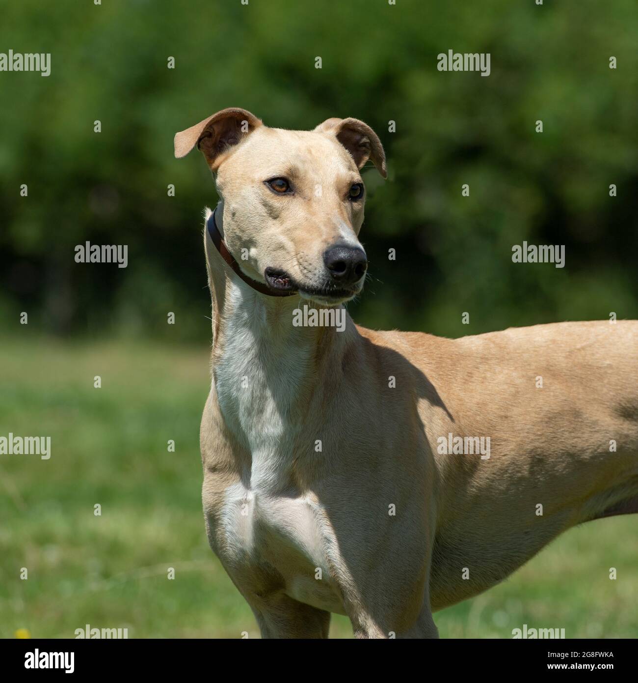 Greyhound racing hi-res stock photography and images - Alamy