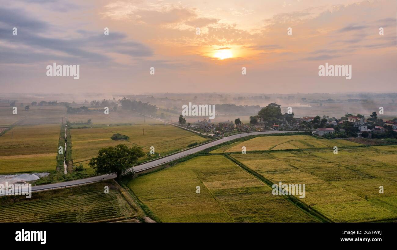 Golden rice field ready for harvest in north of Vietnam Stock Photo - Alamy