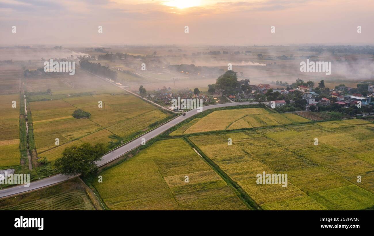 Golden rice field ready for harvest in north of Vietnam Stock Photo - Alamy