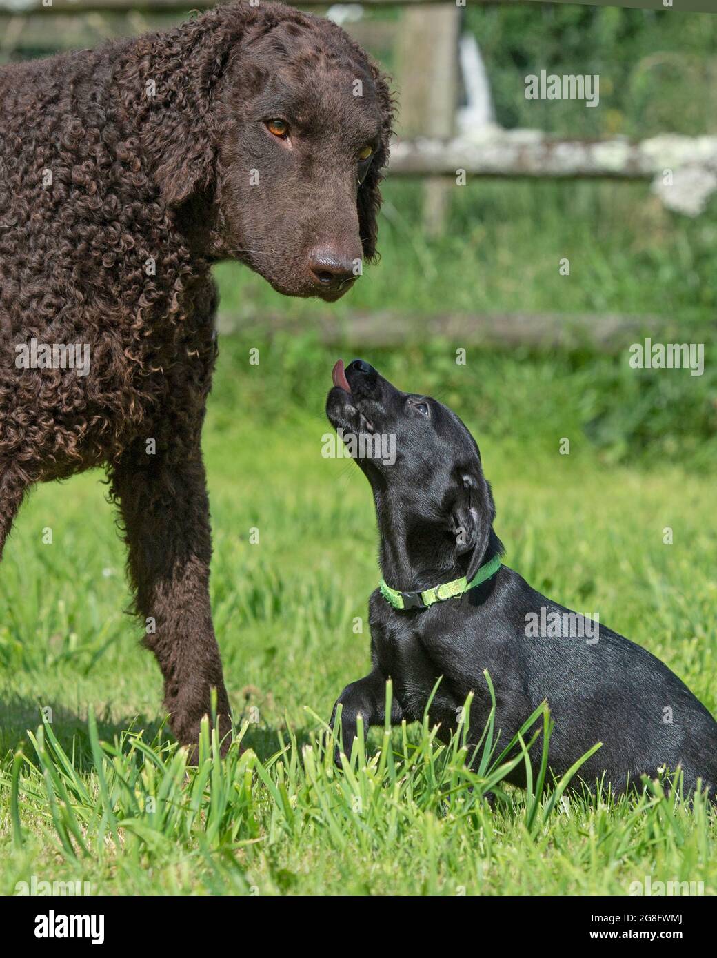 Curly Haired Lab