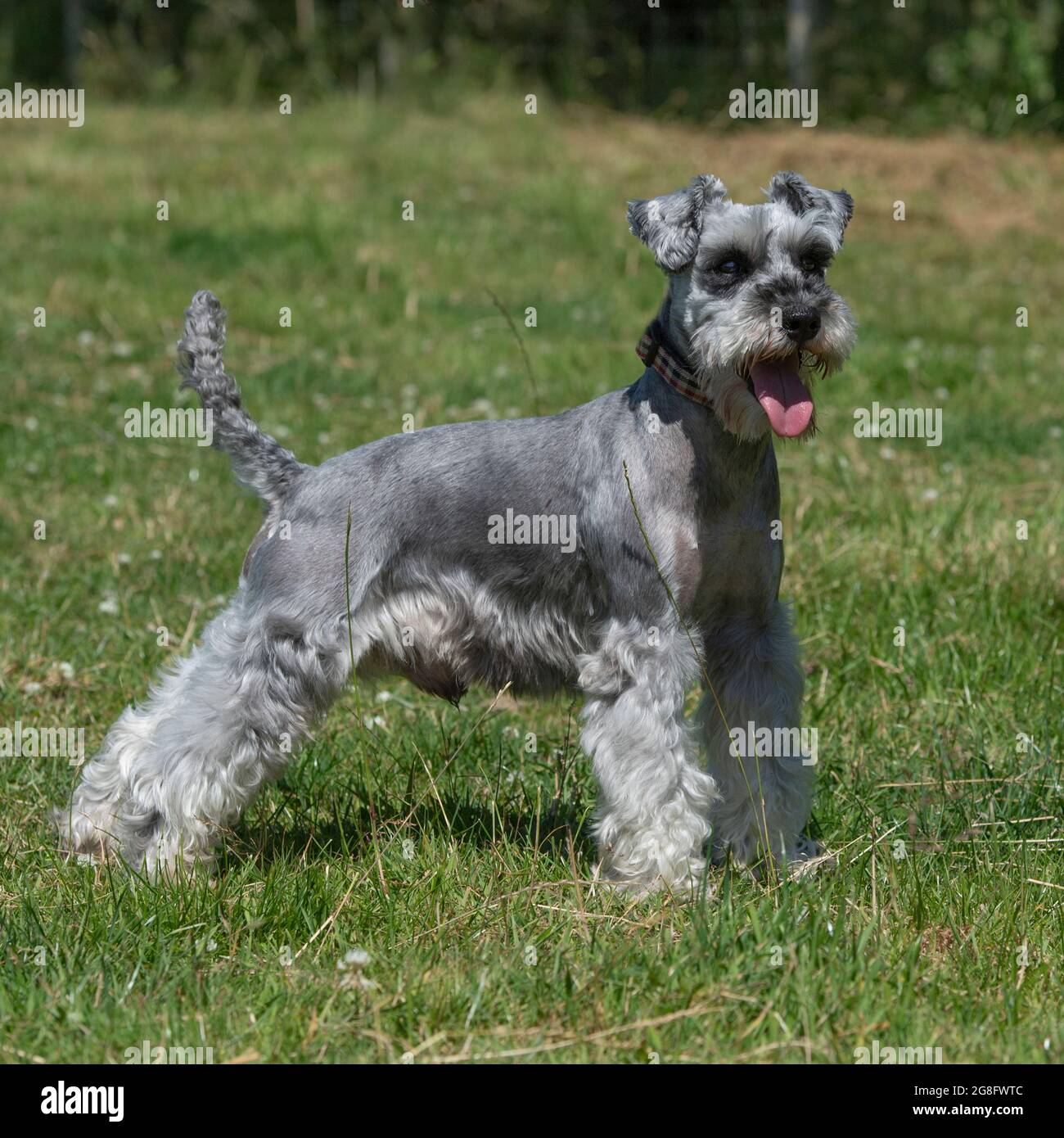 Grey Miniature Schnauzer