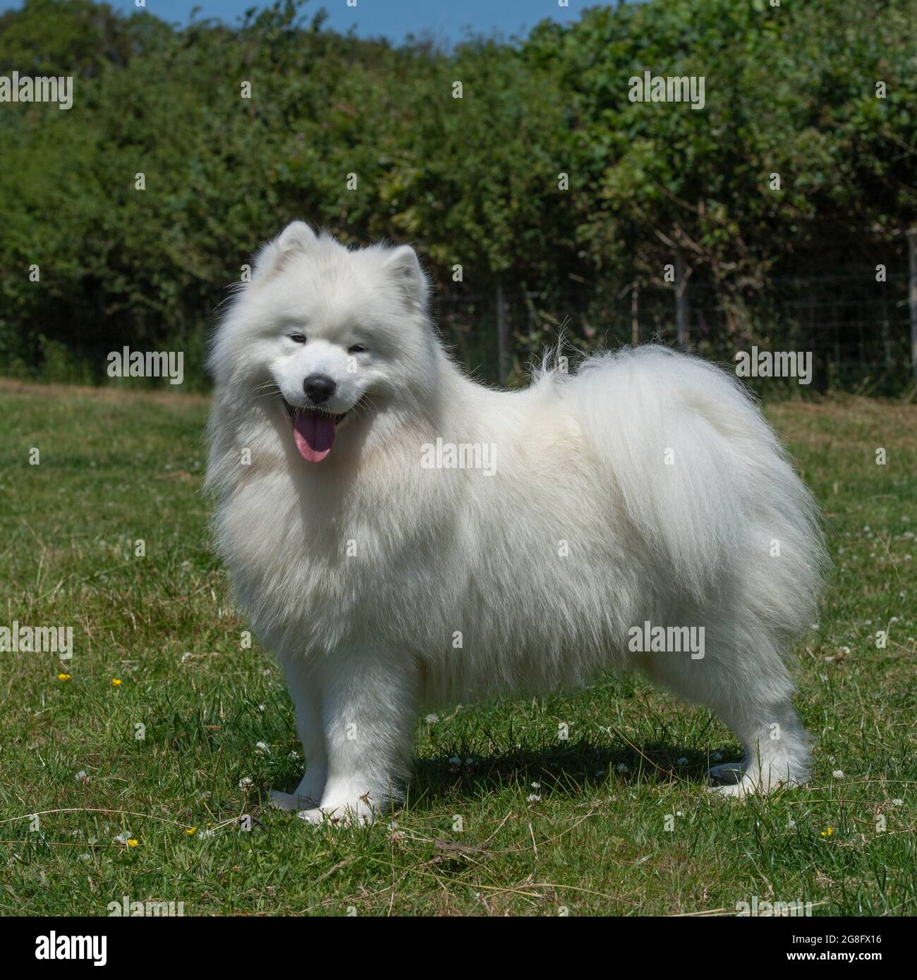 Samoyed dog hi-res stock photography and images - Alamy