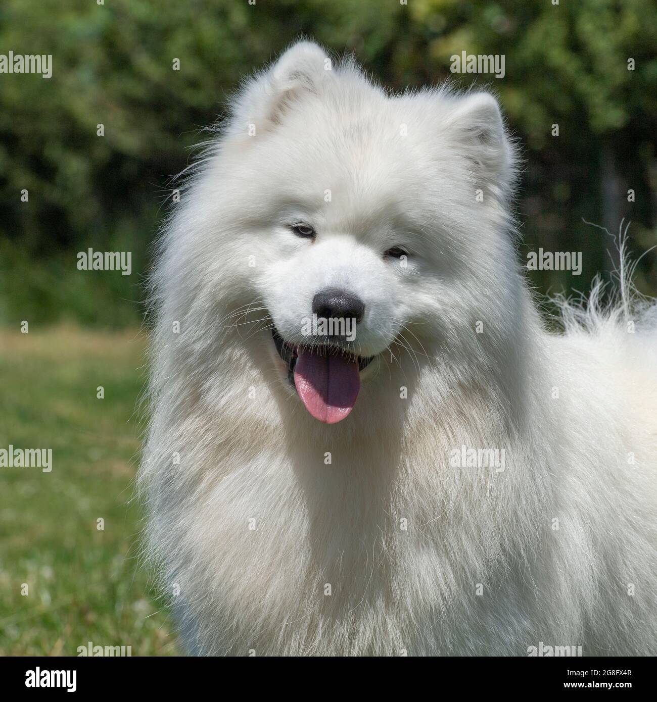 Portrait smiling samoyed dog hi-res stock photography and images - Alamy