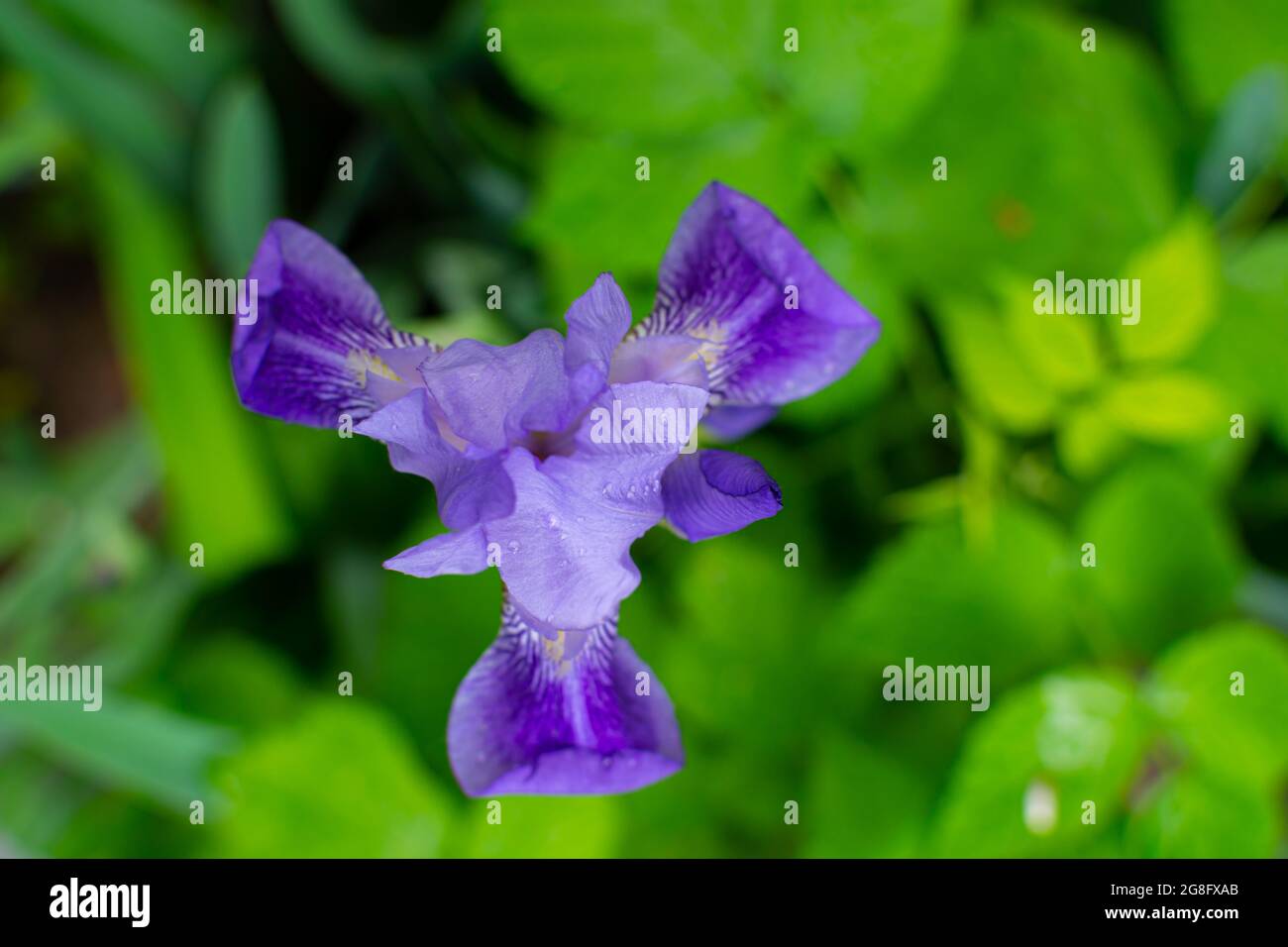 Blue iris flower on a blurred green background. Selective focus. Top ...