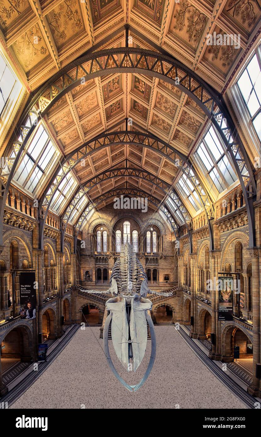 Natural history museum london interior hi-res stock photography and ...