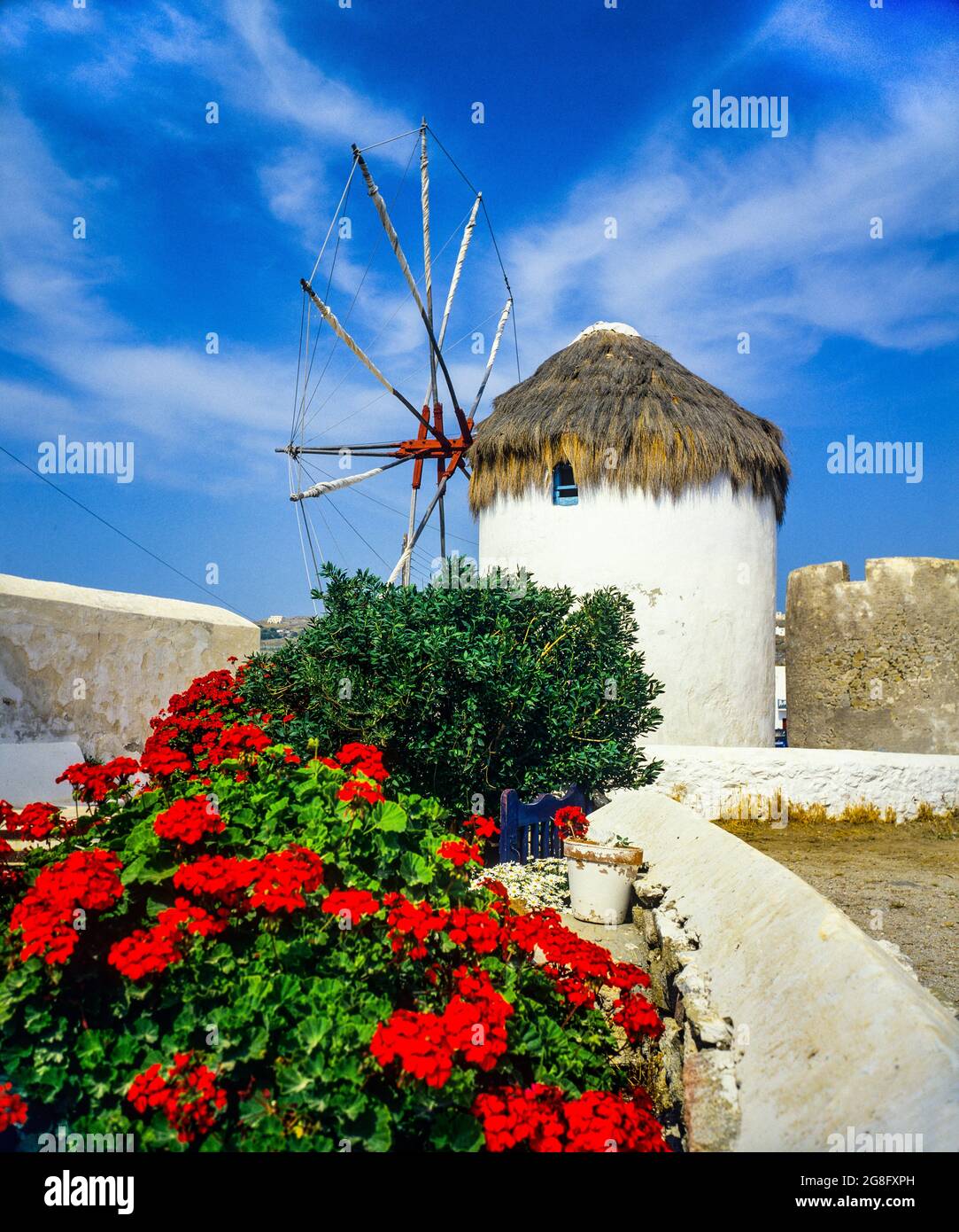 Red geranium flowers, windmill, Chora, Mykonos island, Cyclades islands ...