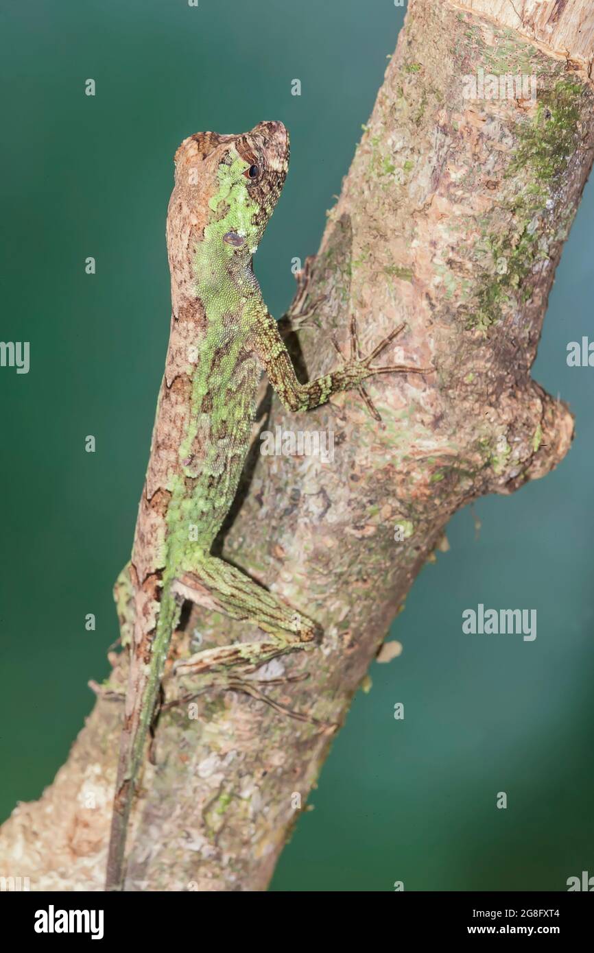 Norops capito hi-res stock photography and images - Alamy