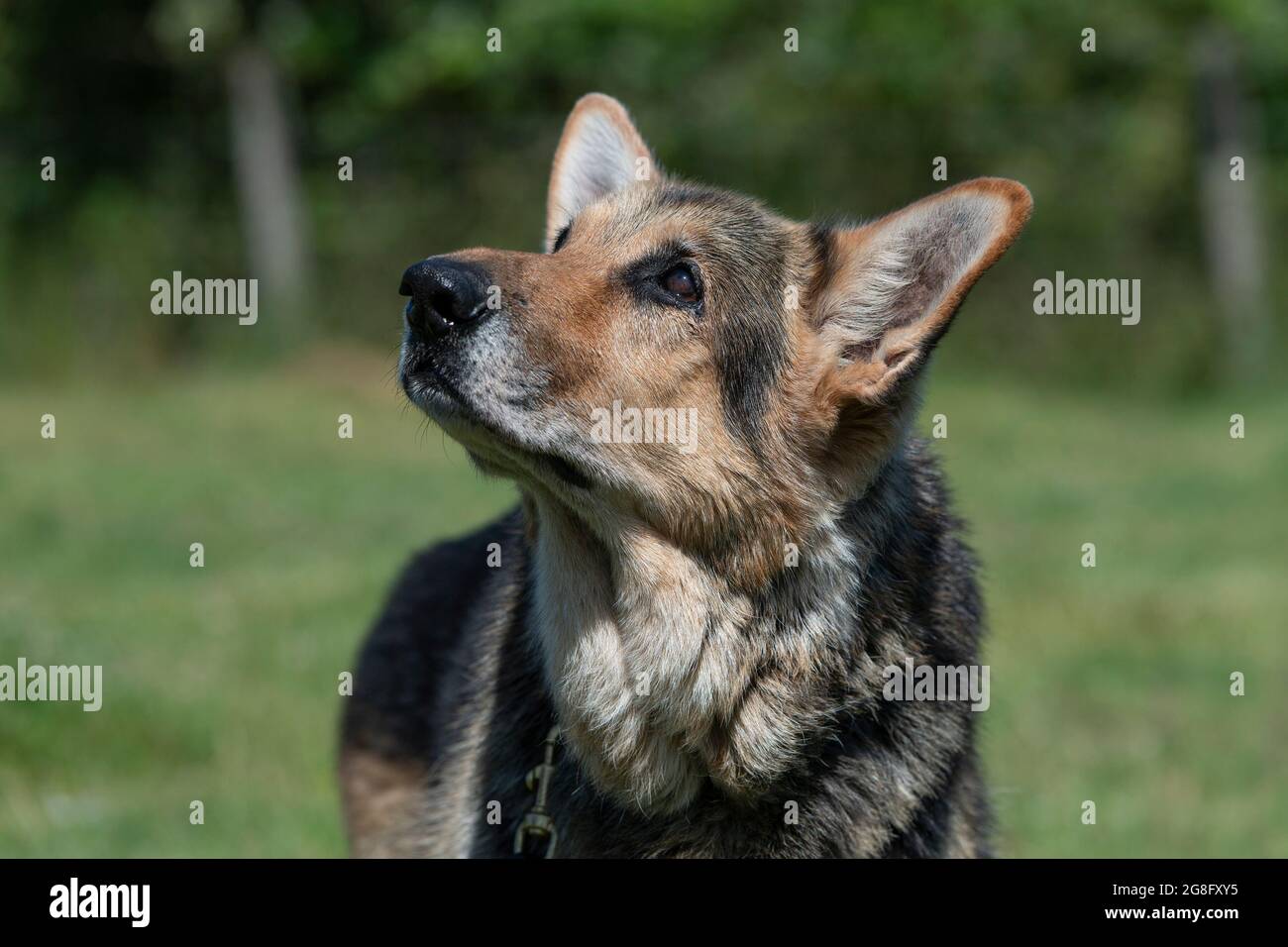 elderly german shepherd dog Stock Photo - Alamy