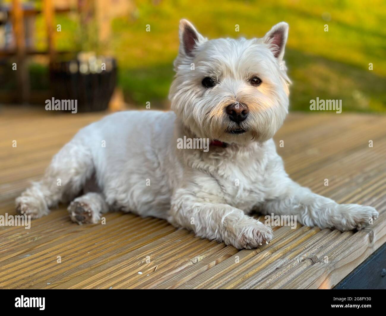 West Highland Terrier High Resolution Stock Photography and Images - Alamy