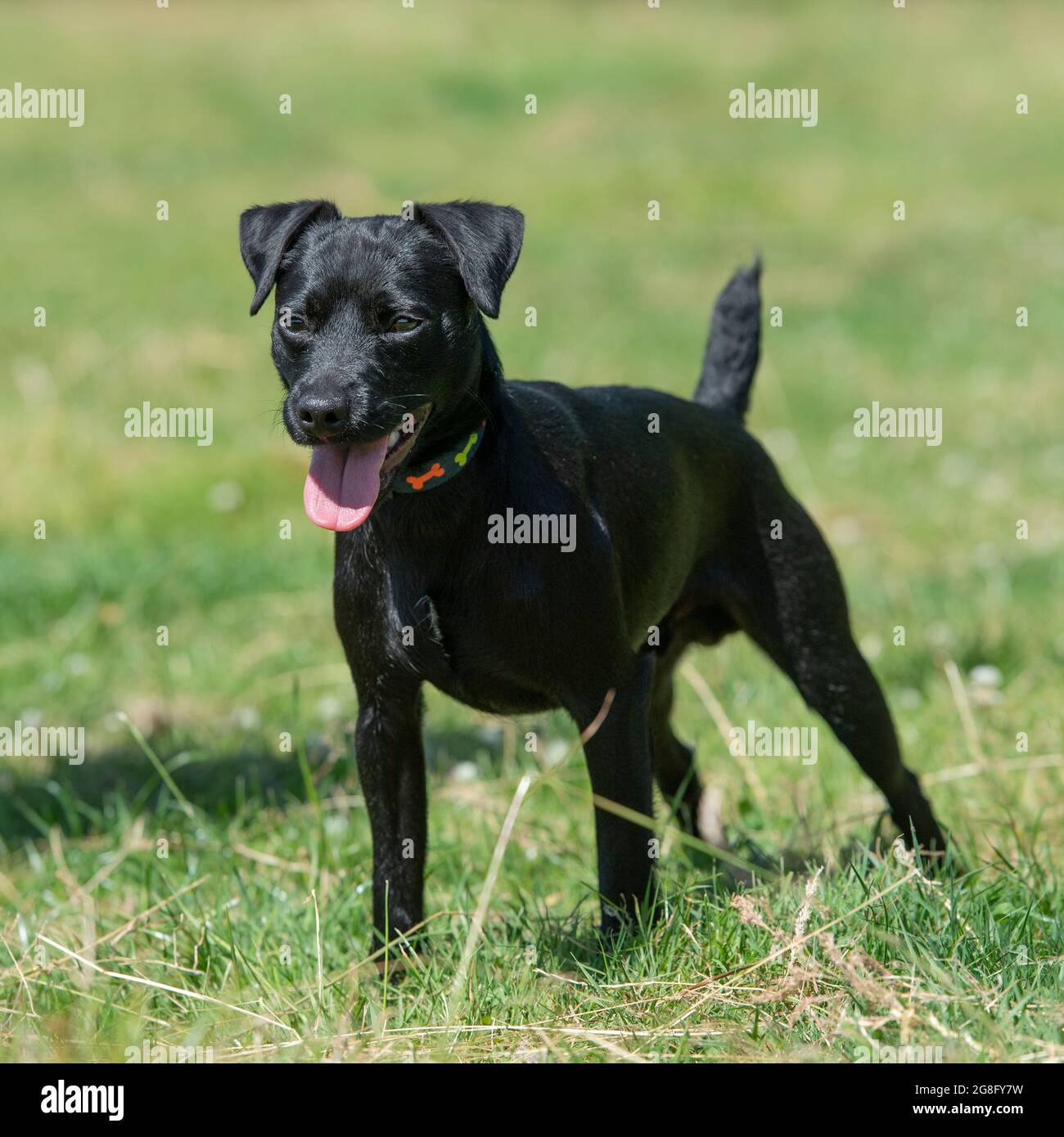 Black patterdale terrier hi-res stock photography and images - Alamy