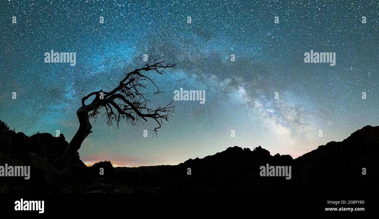 Bare tree under the Milky Way arch in the starry sky over Pico Ruivo ...