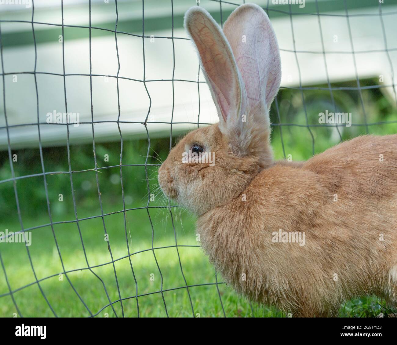 Flemish giant rabbit hi-res stock photography and images - Alamy
