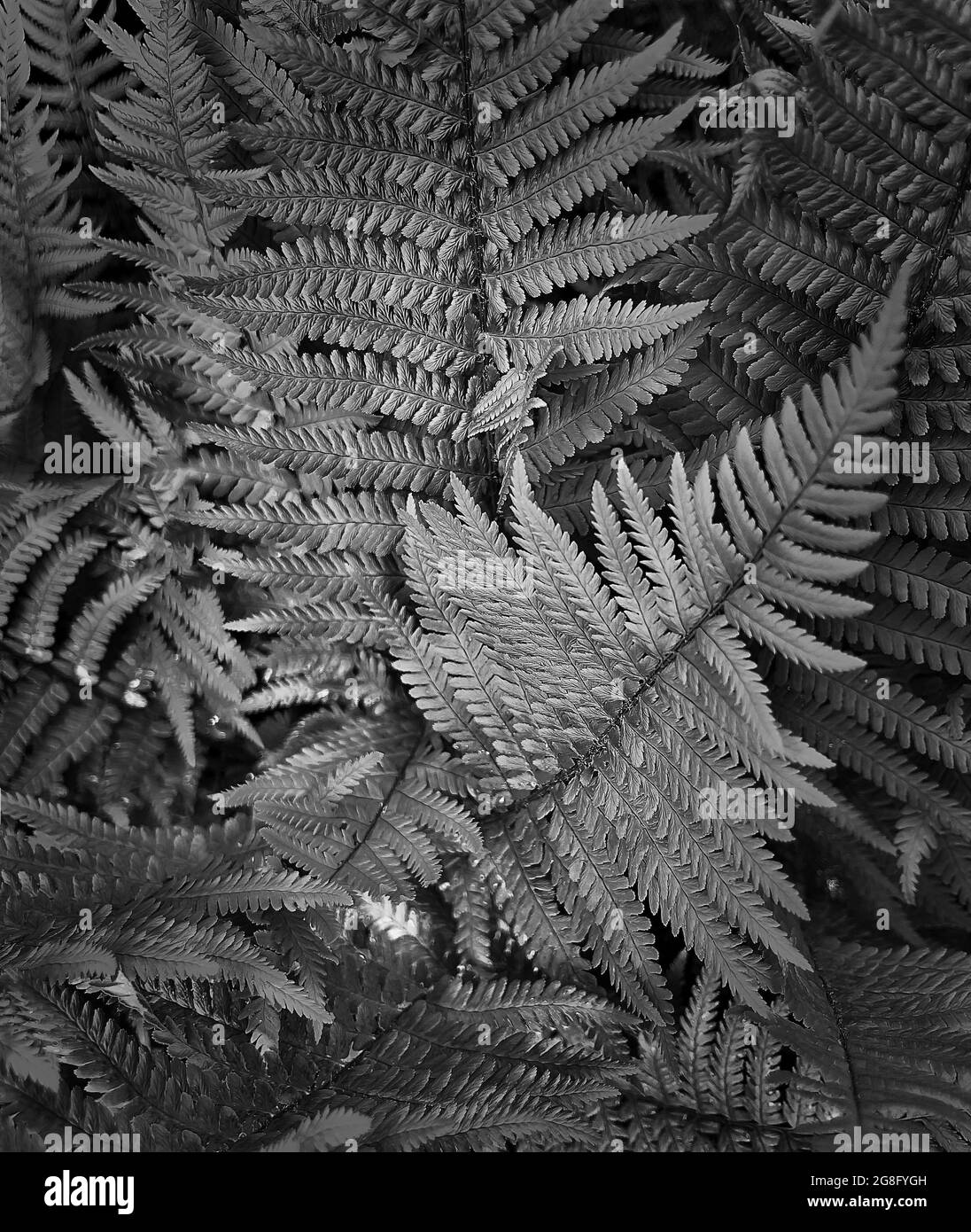 Fern foliage Black and White Stock Photos & Images - Alamy