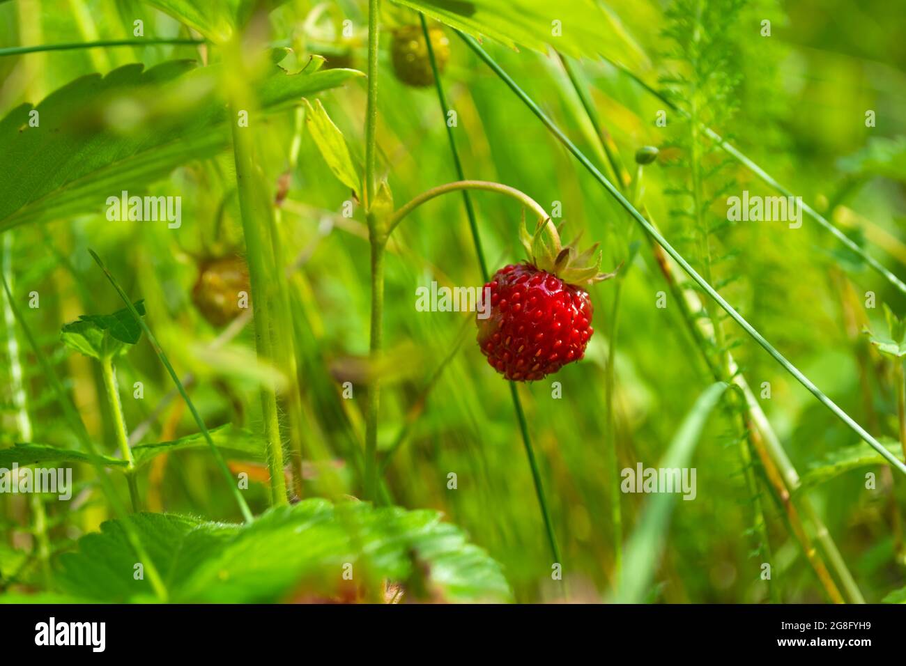 Wild berries. Real strawberries in green grass. Summer theme. Selective ...