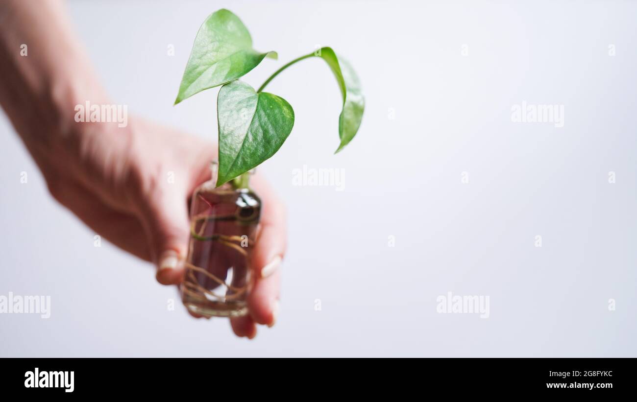 Devils ivy epipremnum aureum hi-res stock photography and images - Alamy