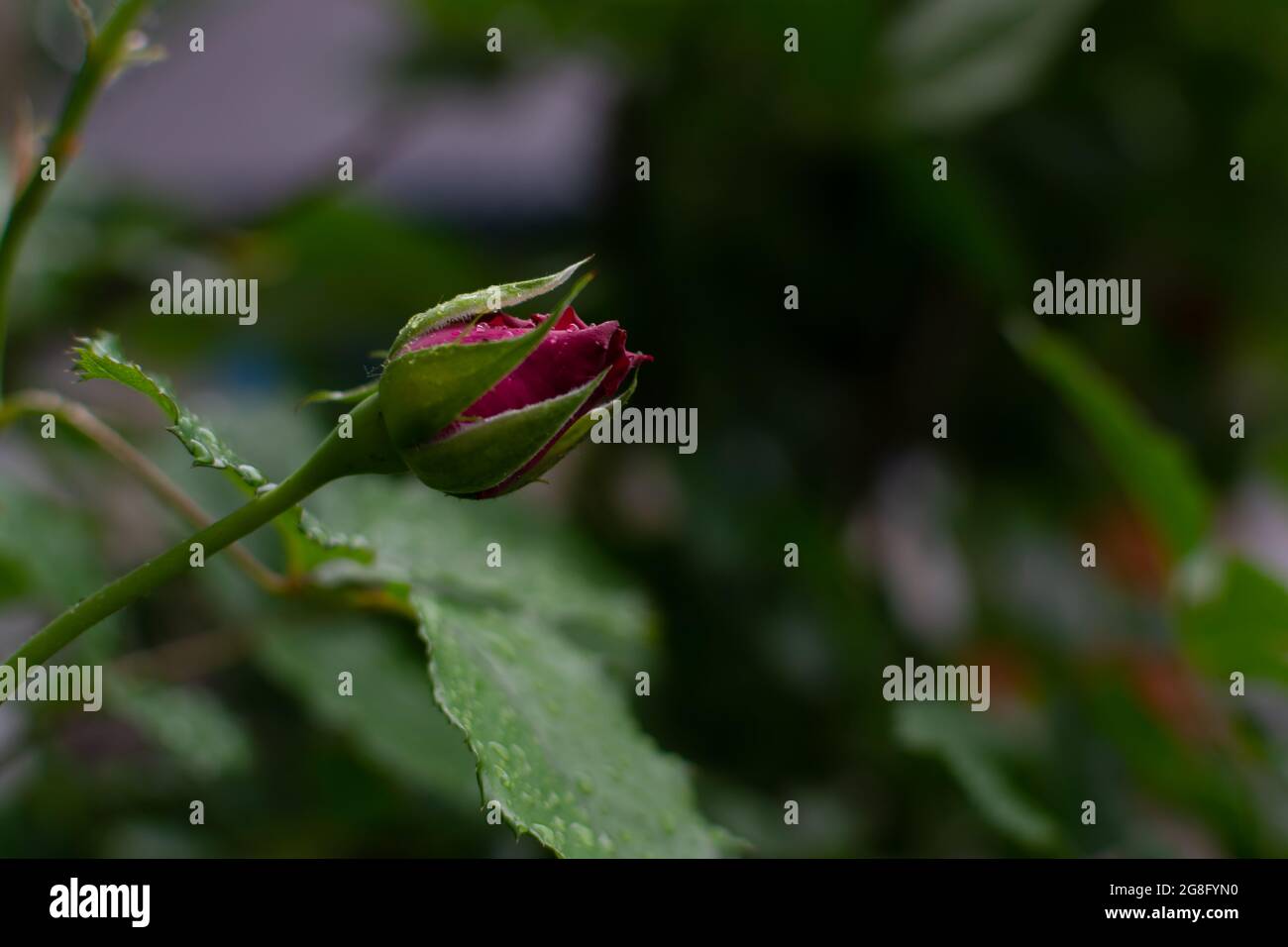 City of rosebud hi-res stock photography and images - Alamy