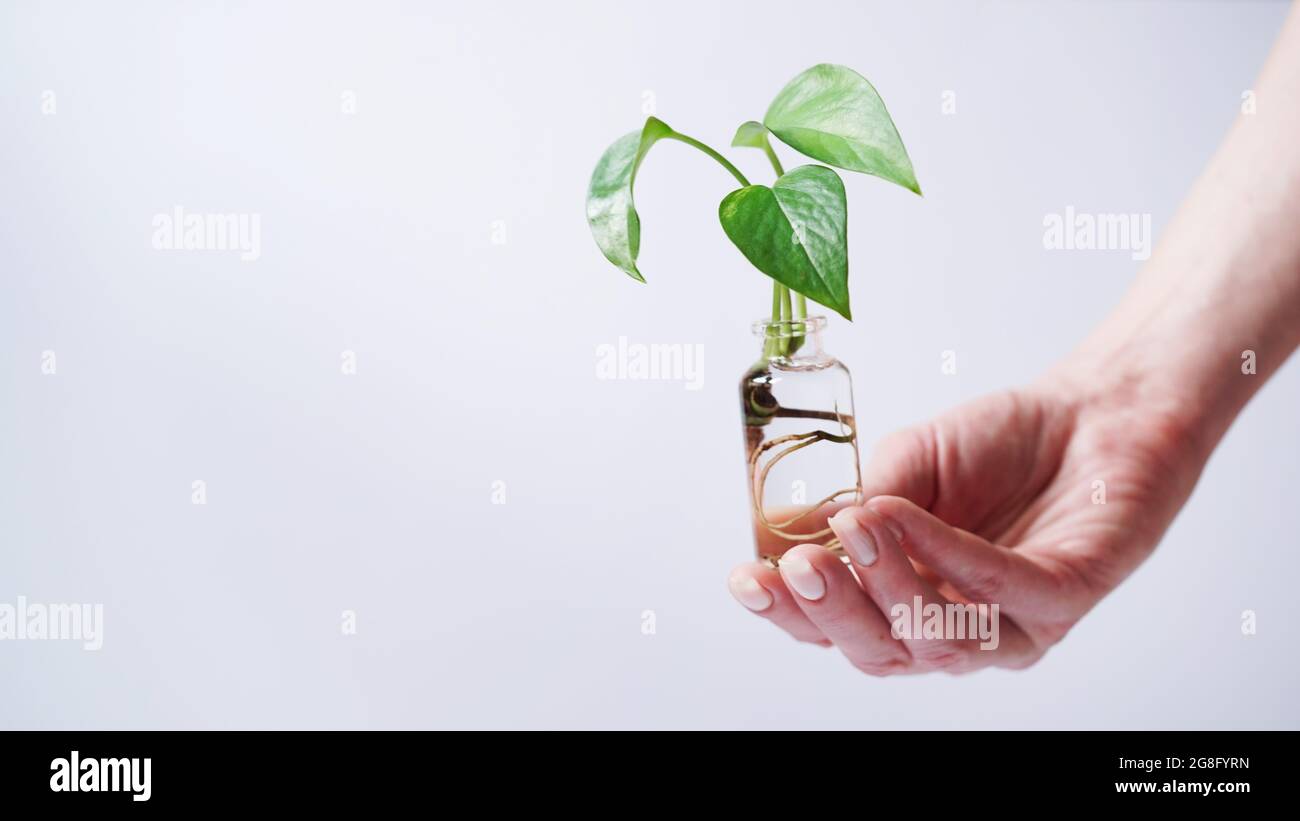 Female hand holding young shoot plant Golden pothos,Epipremnum aureum ...