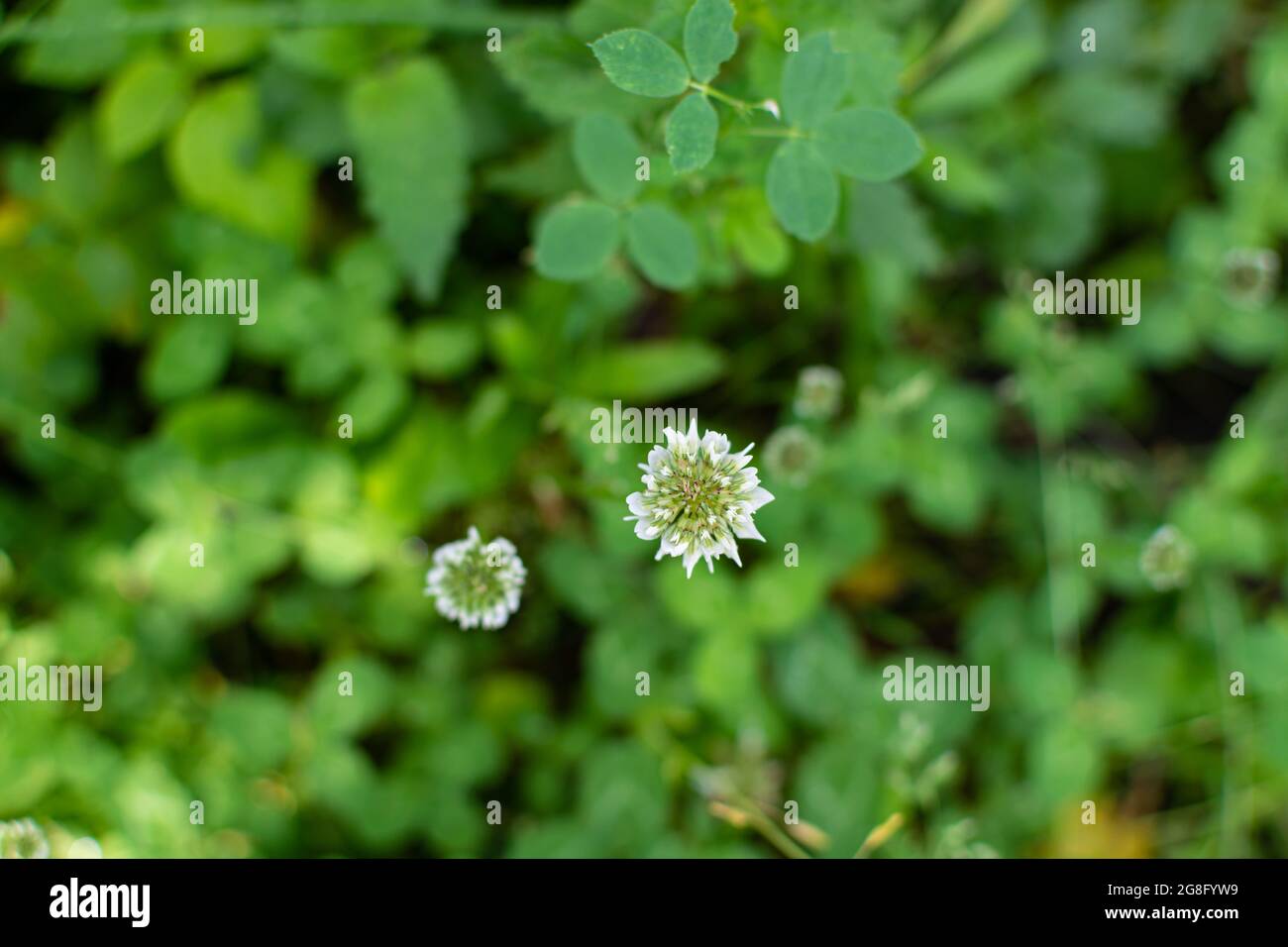 Creeping white clover flower on a green background of leaves Stock ...