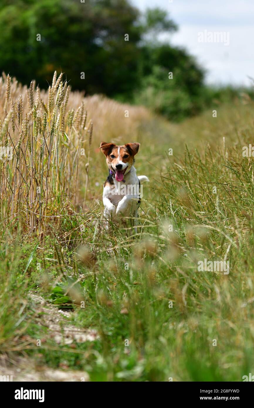 Dog bounding hi-res stock photography and images - Alamy