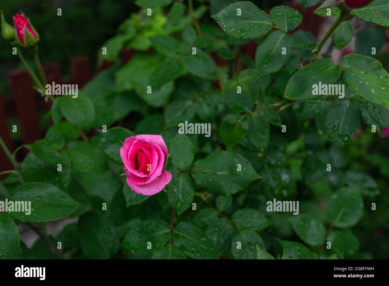 Wet green rose bush with pink flower in a private garden Stock Photo ...
