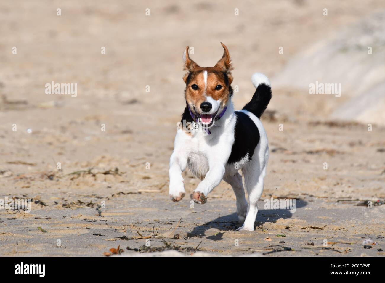Old jack russell hi-res stock photography and images - Alamy