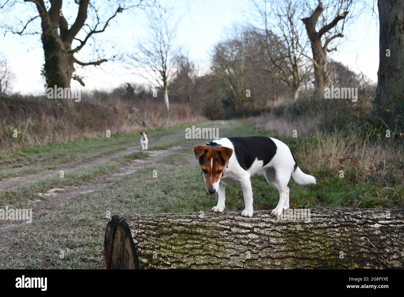Old jack russell hi-res stock photography and images - Alamy