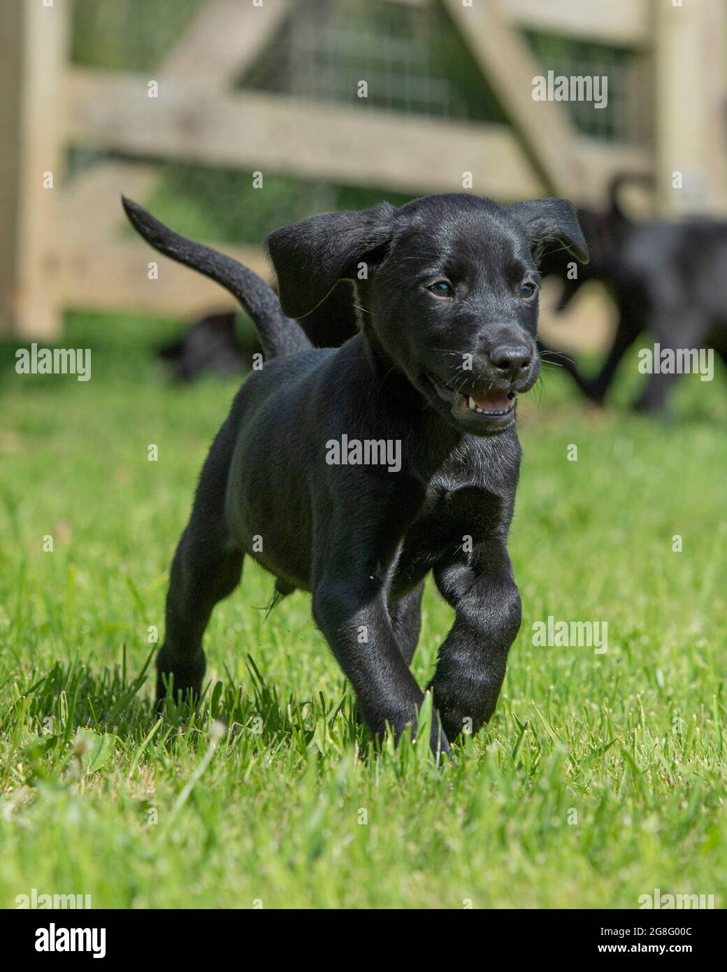 Labrador Side Profile High Resolution Stock Photography and Images - Alamy