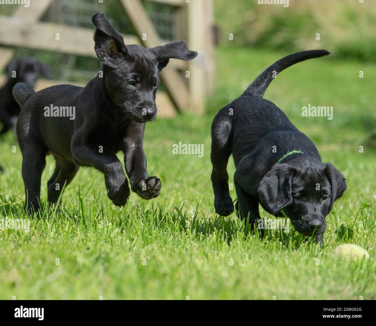 two Labrador puppies chasing a ball Stock Photo - Alamy