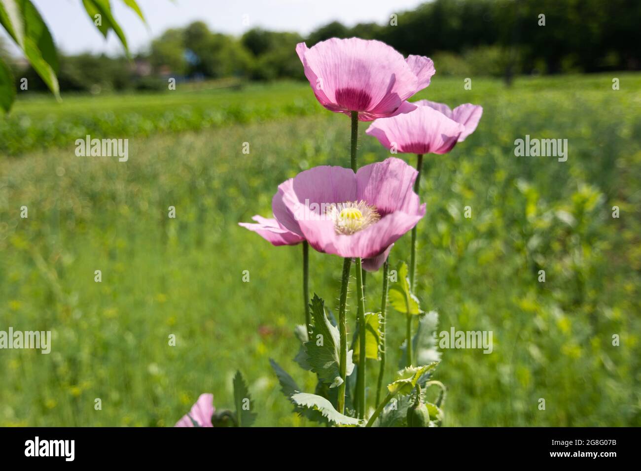 Pale pink opium poppy field hi-res stock photography and images - Alamy