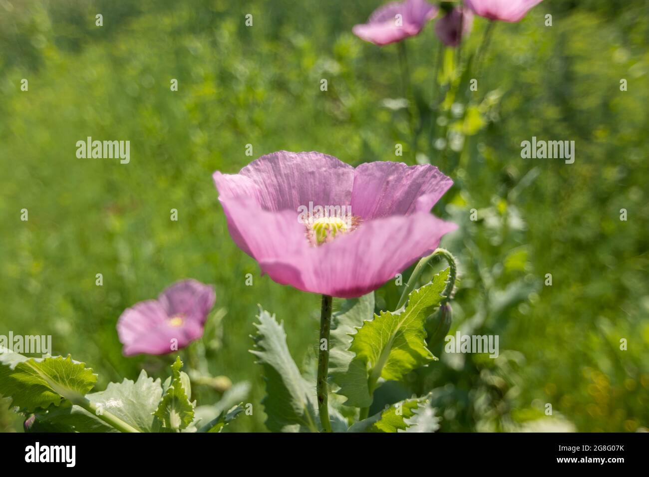 Big pink poppy hi-res stock photography and images - Alamy