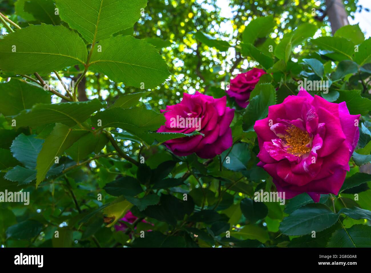 Red climbing roses hi-res stock photography and images - Alamy