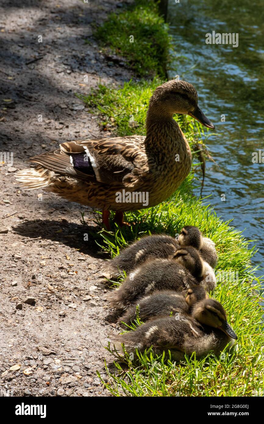 Four young ducks hi-res stock photography and images - Alamy