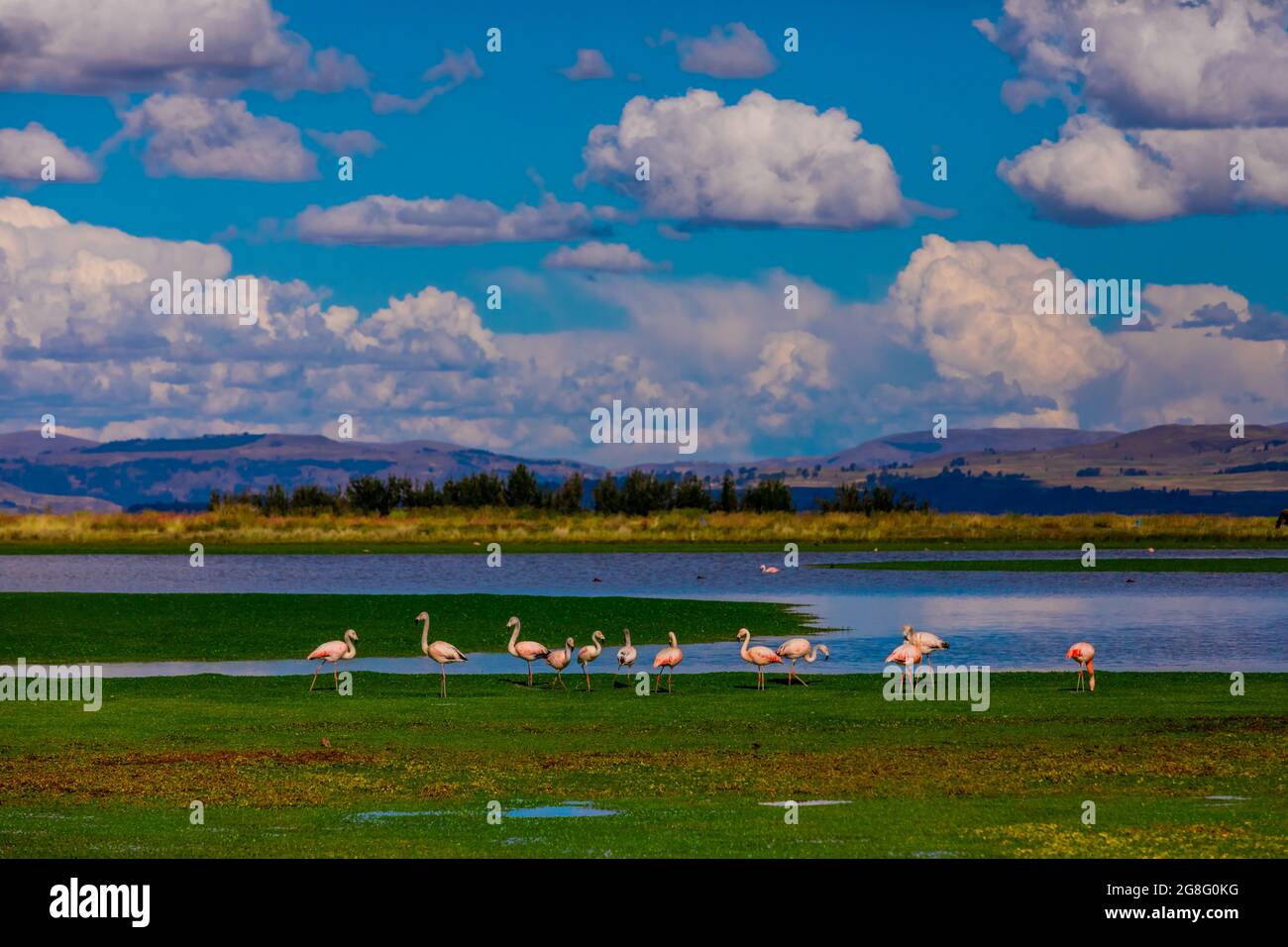 Flamingos grazing by lake, Ayacucho, Peru, South America Stock Photo ...