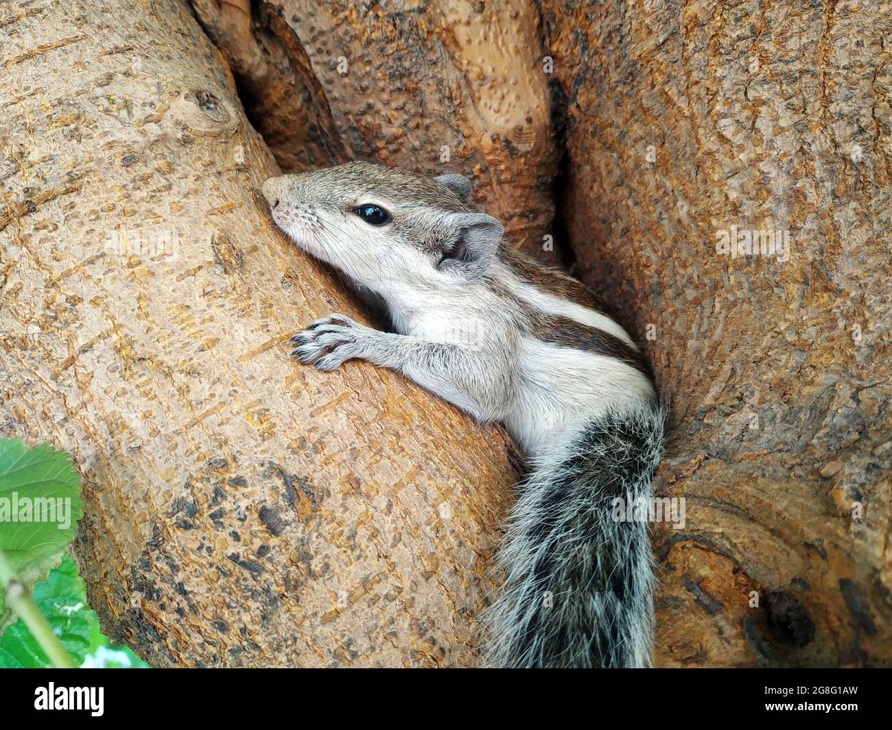 Chipmunk claws hi-res stock photography and images - Alamy