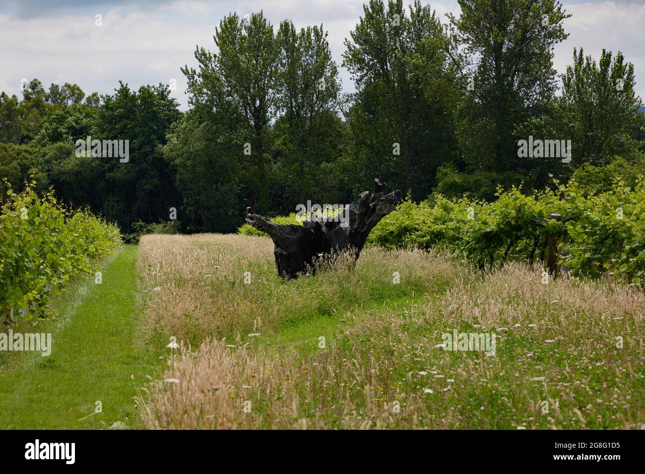 Habitats open meadows hi-res stock photography and images - Alamy