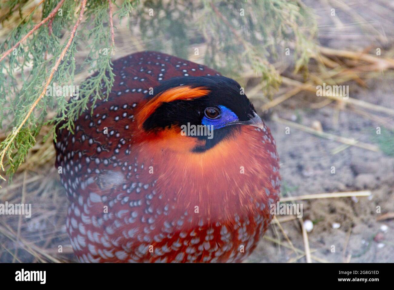 Exotic bird Temmincks Tragopan from Asia. Detail portrait of rare ...
