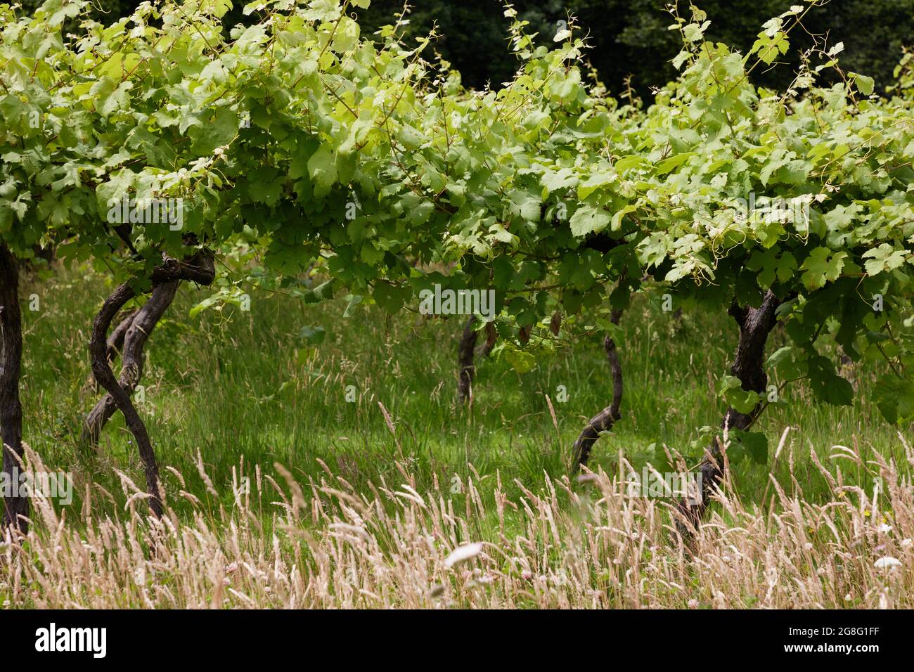 Close-up of vines in the UK Stock Photo - Alamy