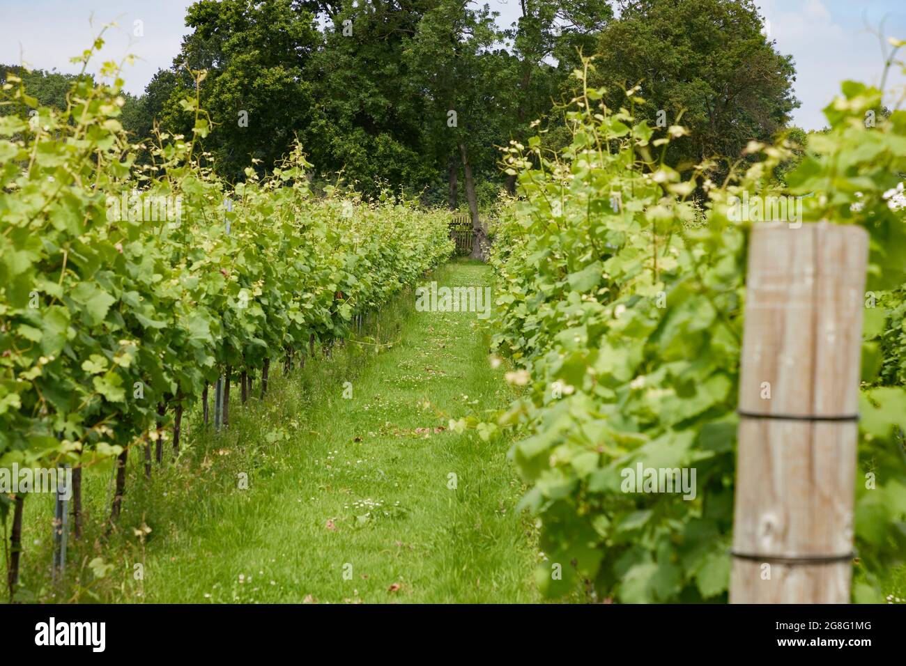 English vineyard in sussex hi-res stock photography and images - Alamy