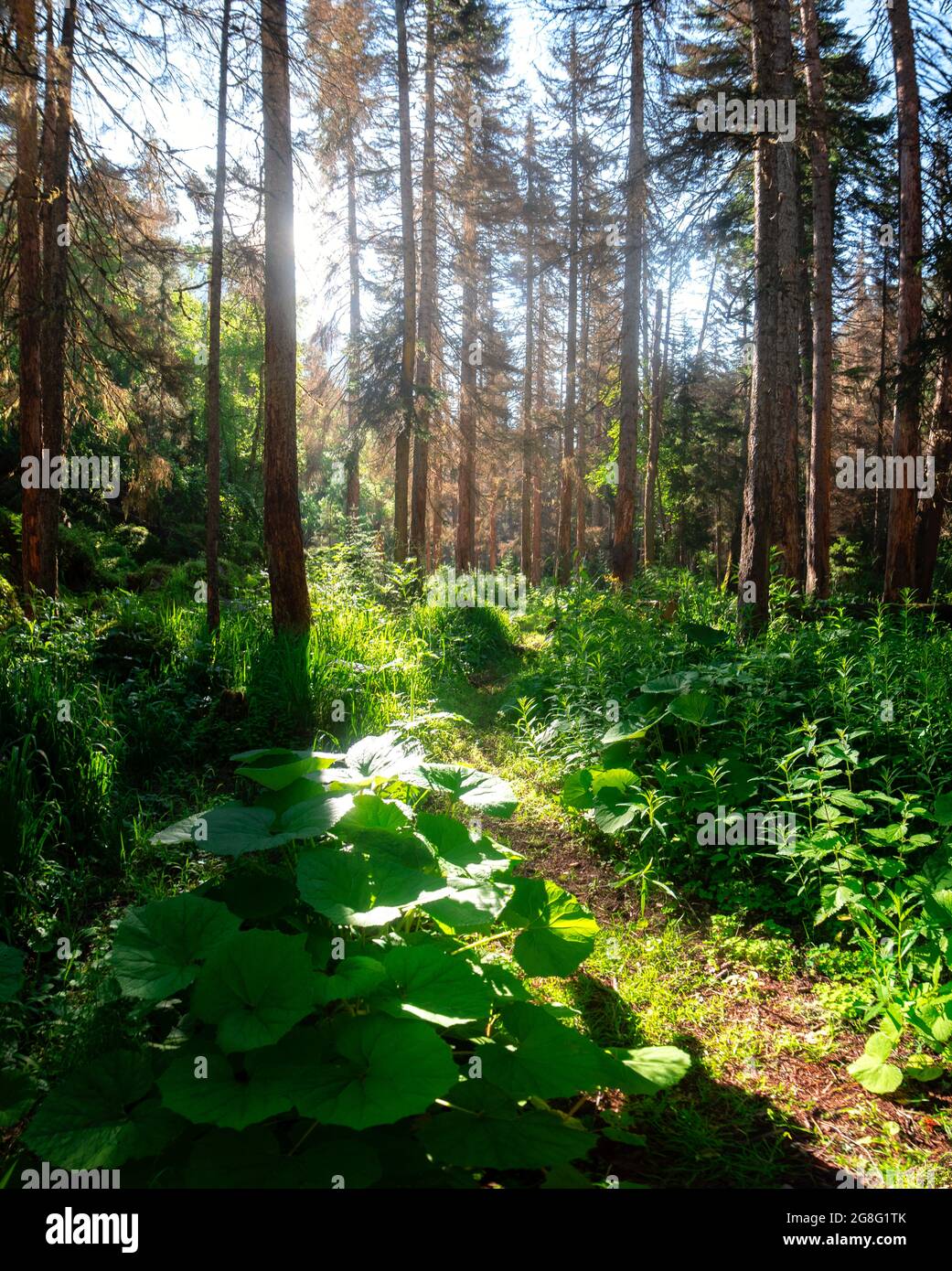 mountain forest with young lush and dense green grass and conifers ...