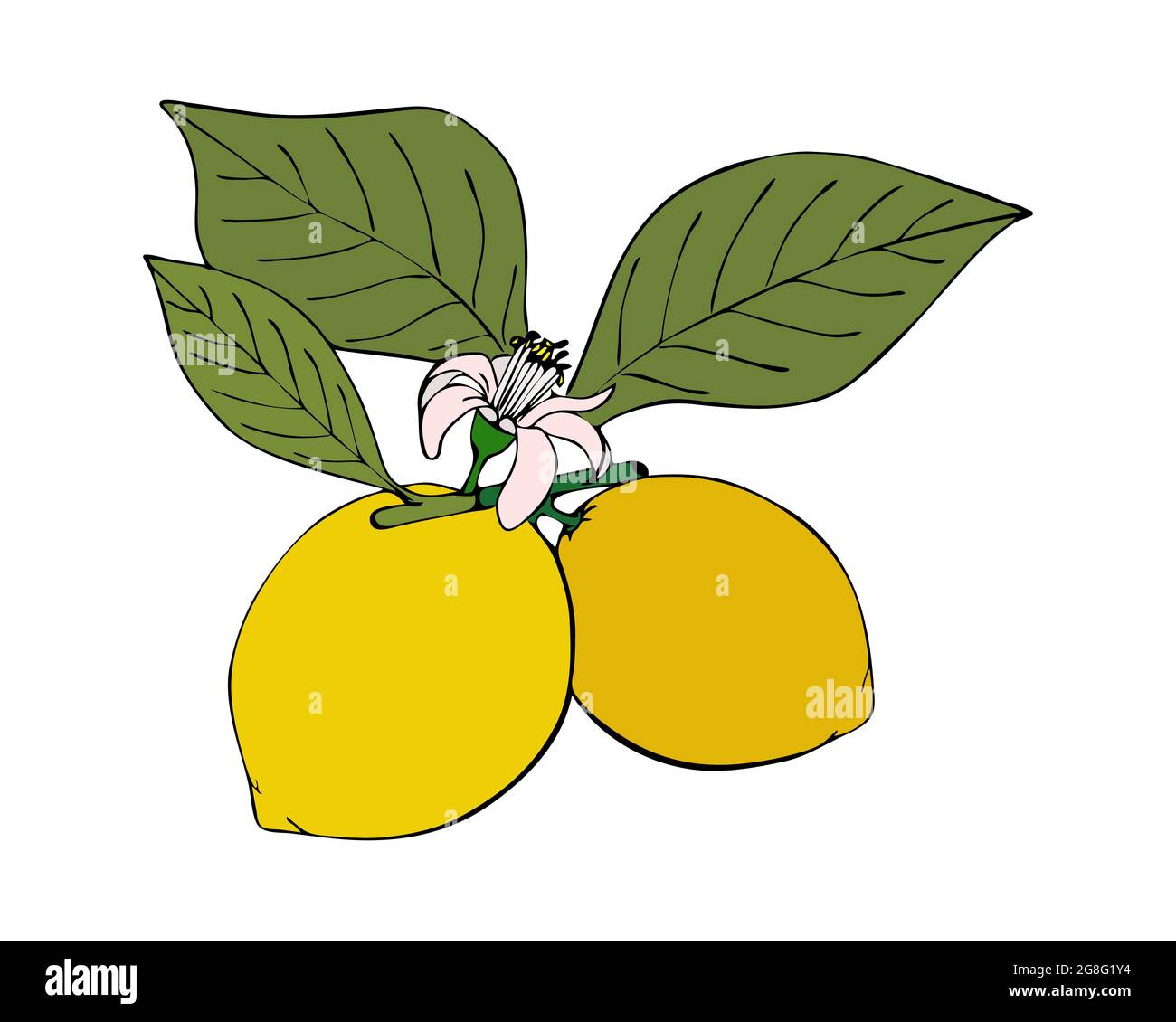 Lemon branch with leaves fruit flower, black contour, hand drawing ...