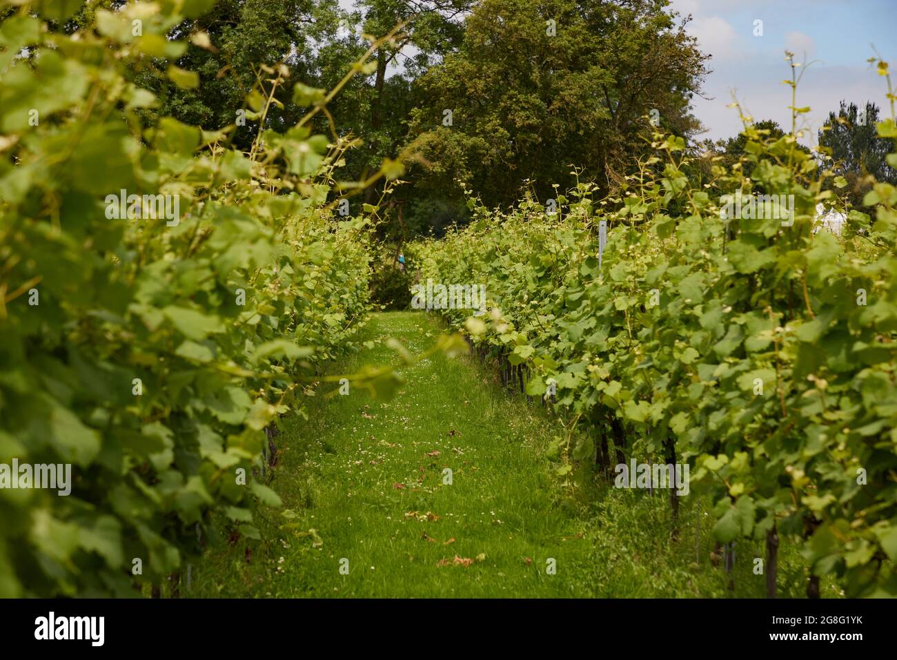 English vineyard 2021 hi-res stock photography and images - Alamy