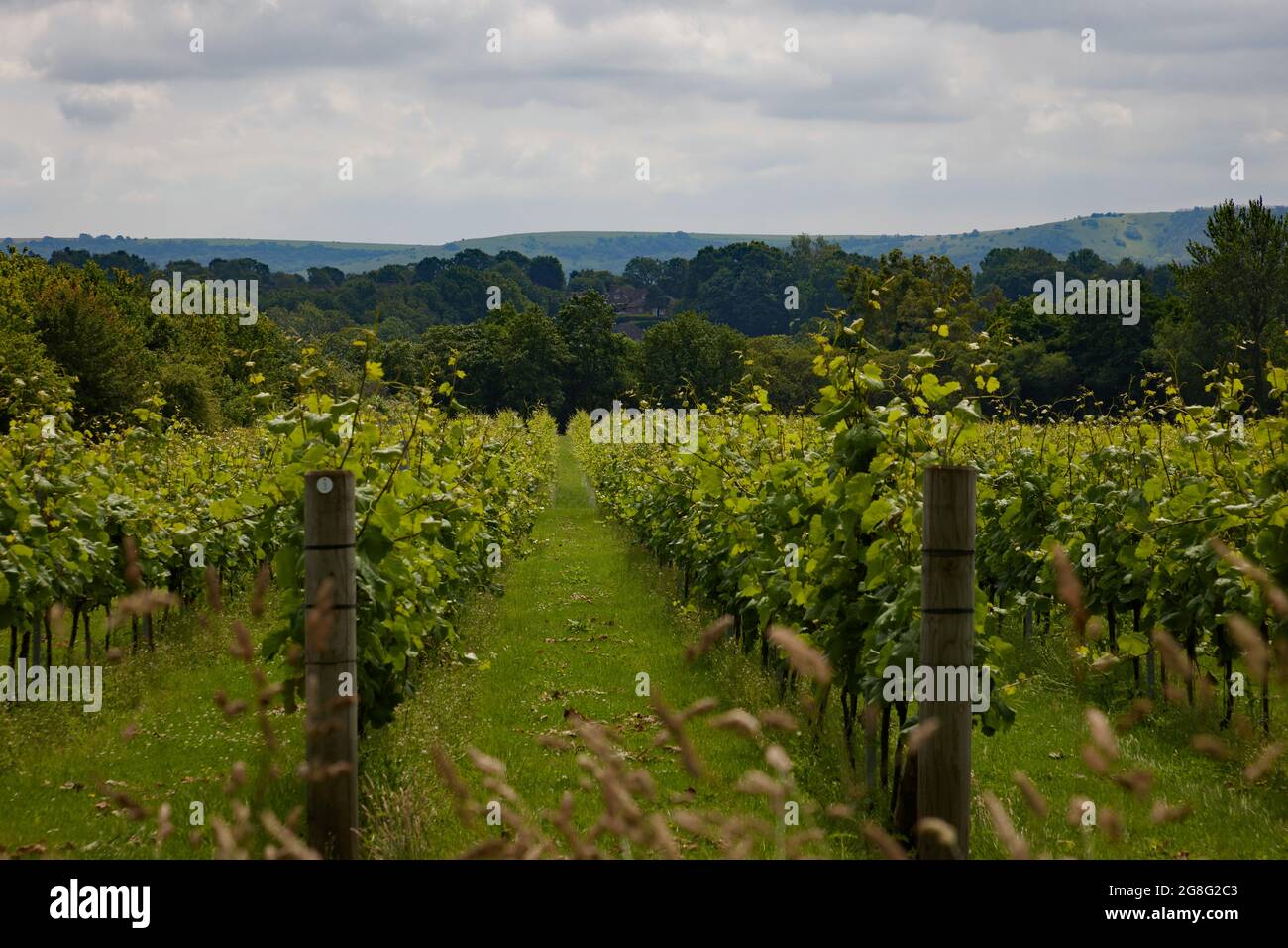 English vineyard in sussex hi-res stock photography and images - Alamy